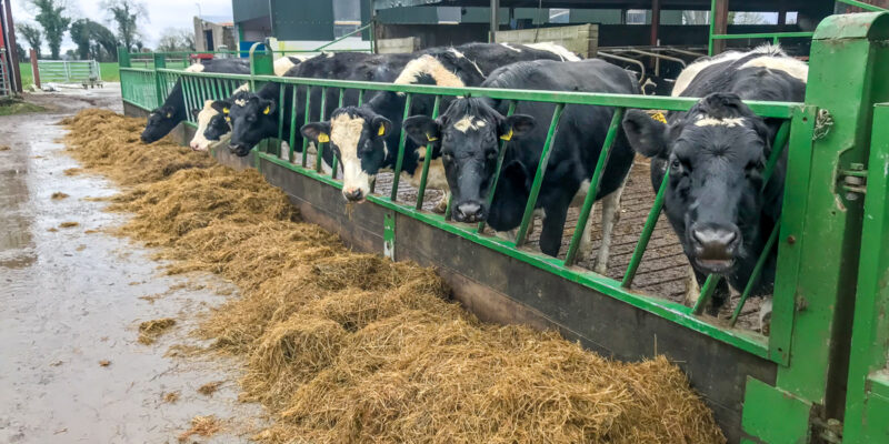 Dairy advice: Selecting cows for drying off; weanling heifers; and ...