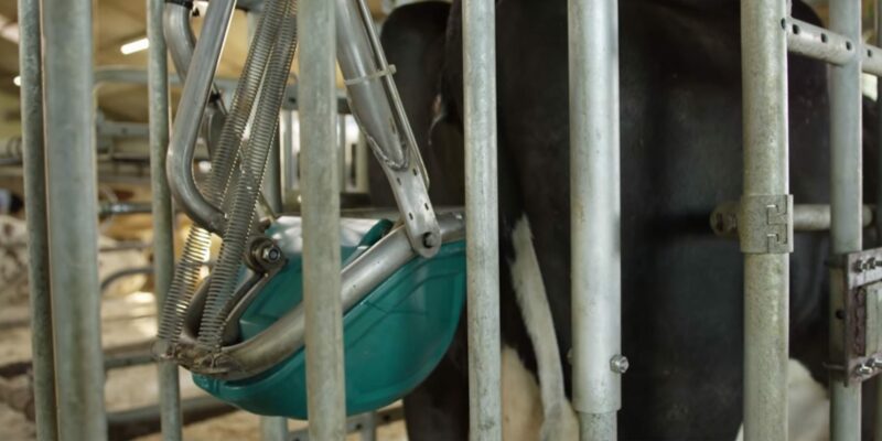 Dutch firm to test 'cow toilets' to cut farm ammonia emissions ...