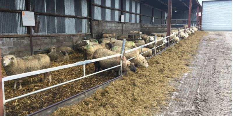Sheep conference: The importance of good-quality silage - Agriland.ie
