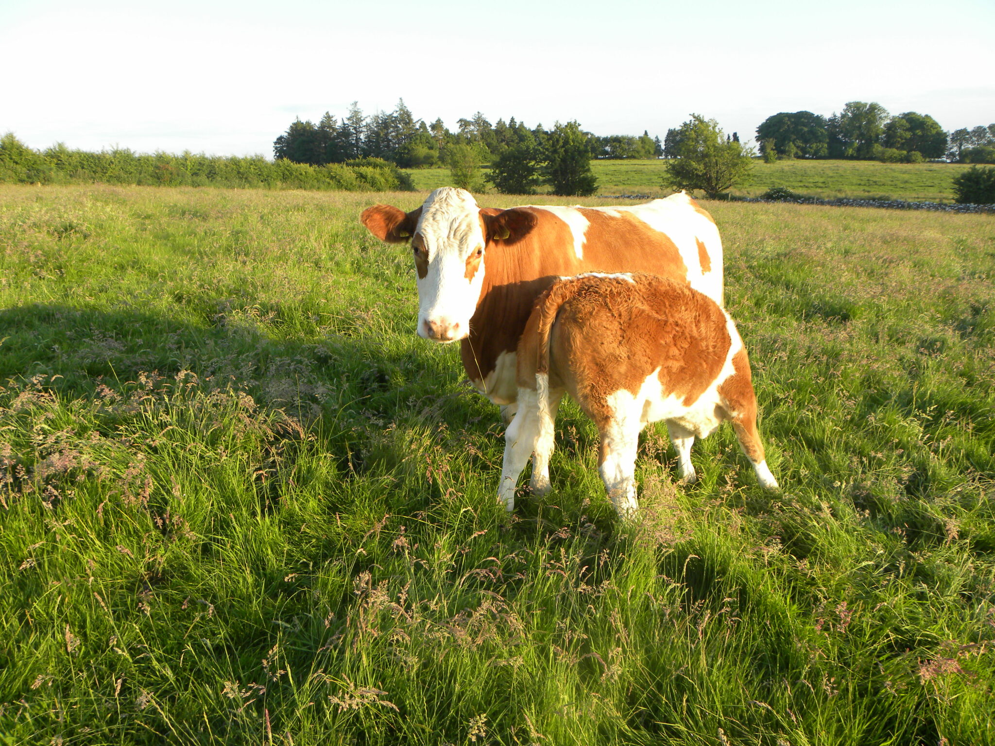 BEEP: '5-star cows were the lightest, yet produced the heaviest calves ...