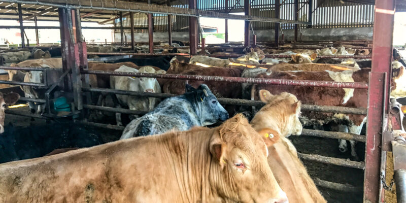 ICSA committed to opposing TB history display in marts - Agriland.ie