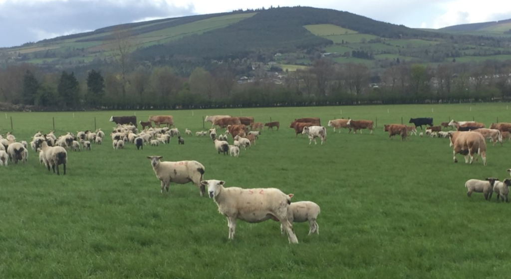 Report highlights causes of death among cattle and sheep - Agriland.ie