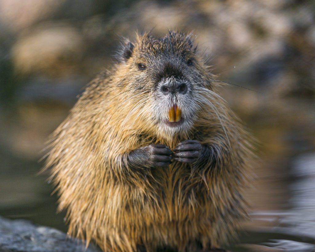 Warning Issued As Large Invasive Rodent Discovered In Ireland Agriland ie Warning Issued As Large Invasive Rodent Discovered In Ireland Agriland ie