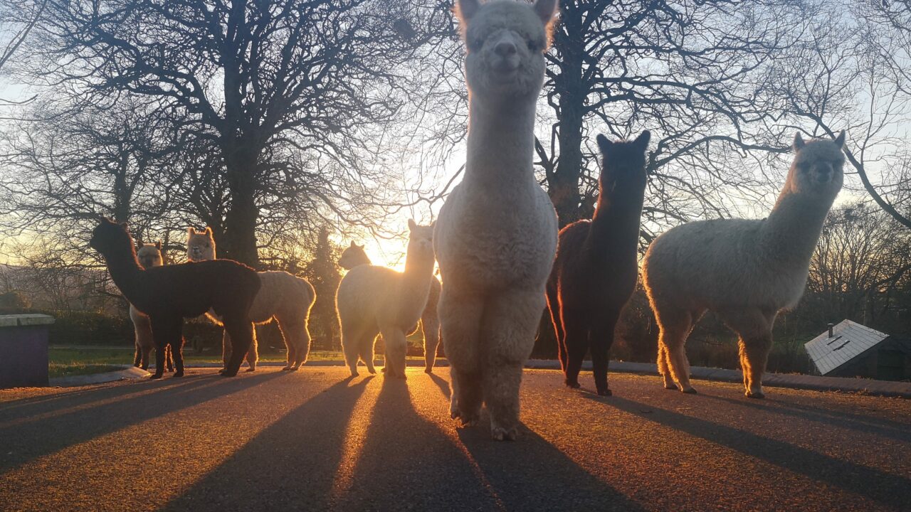 Midlands family tap into 'alpaca tourism' with venture - Agriland.ie