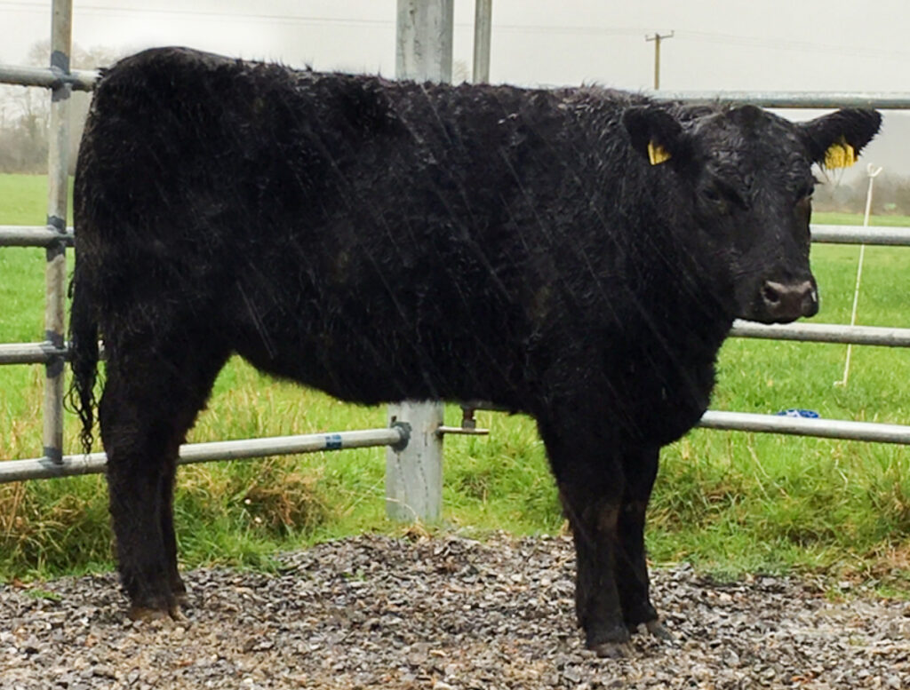 Pedigree Angus heifer up for grabs in AgSoc Grand Raffle - Agriland.ie