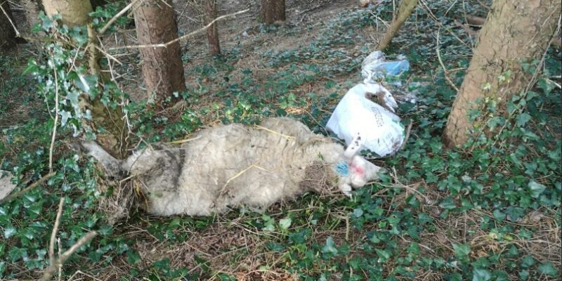 Dead sheep dumped on farmer's land in the south - Agriland.ie