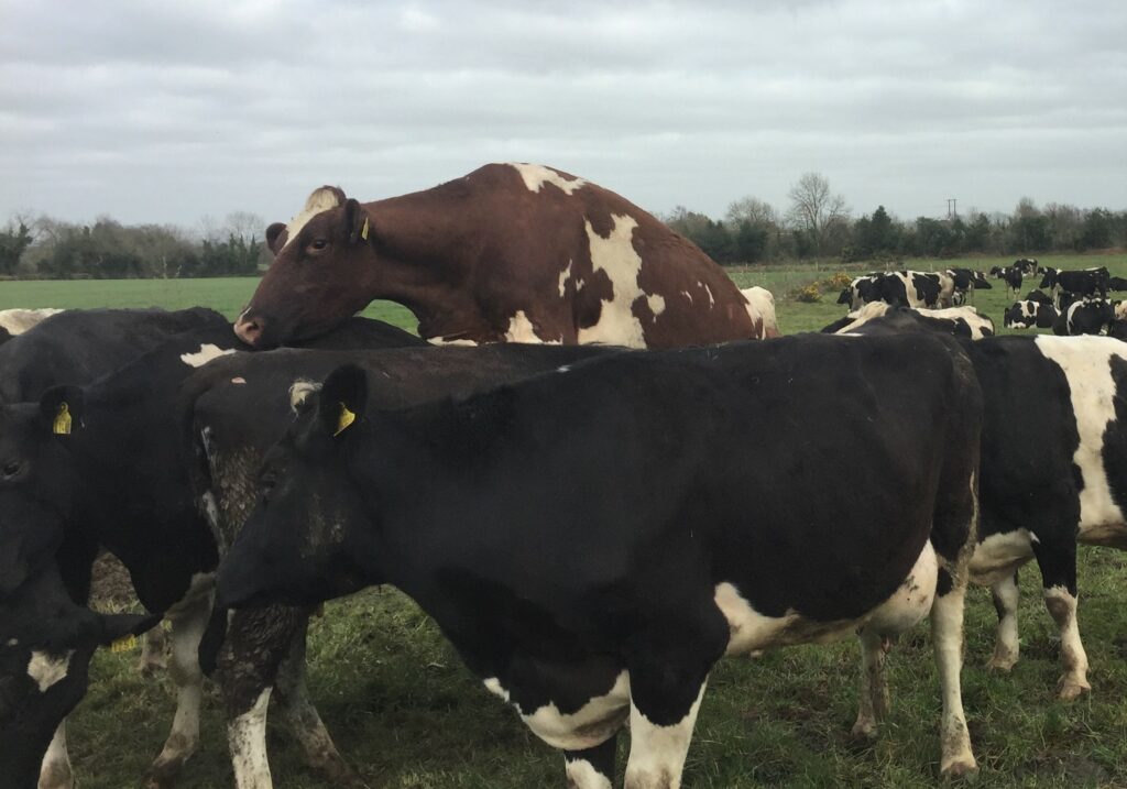 Checklist: Here's your complete pre-breeding guide - Agriland.ie