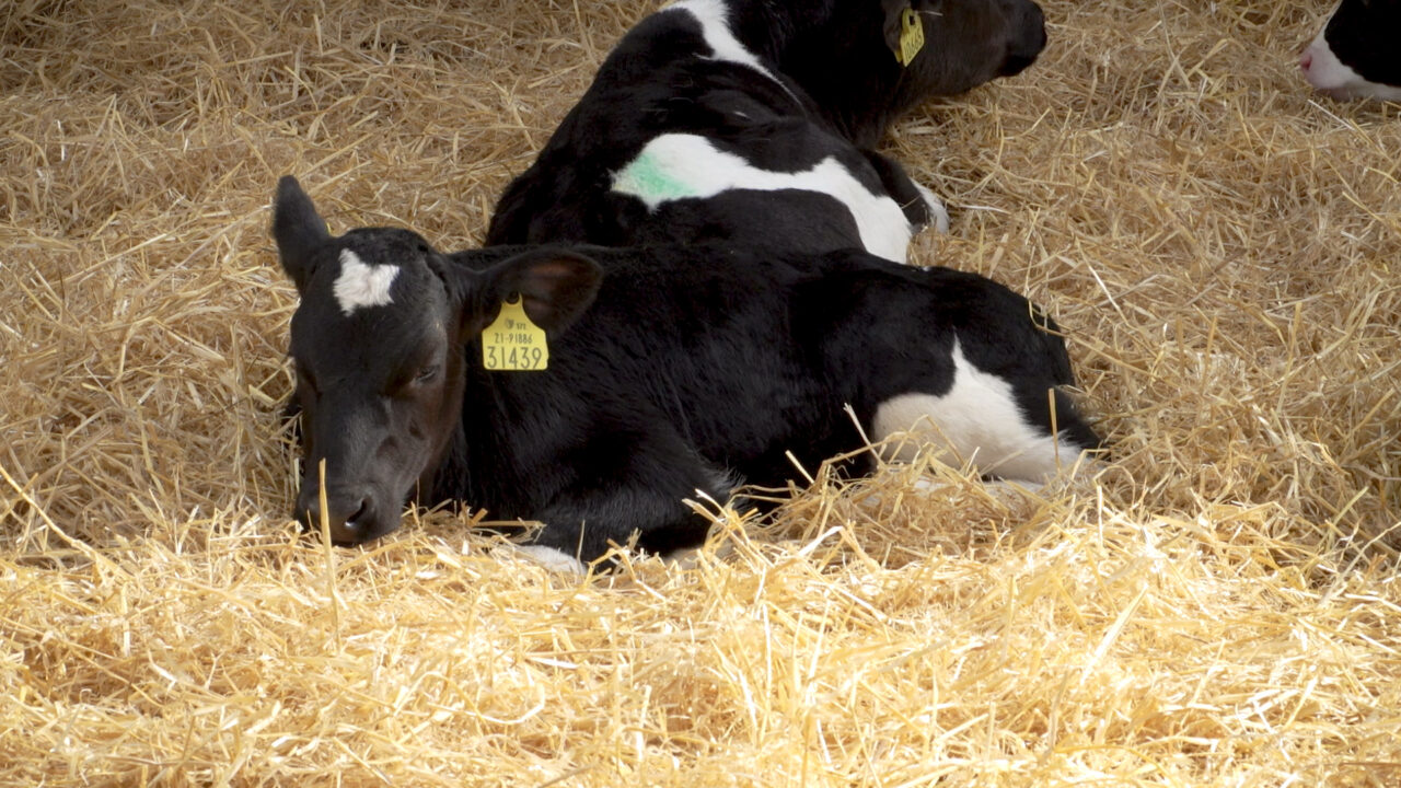 Factors to be considered when it comes to feeding dairy-beef calves ...