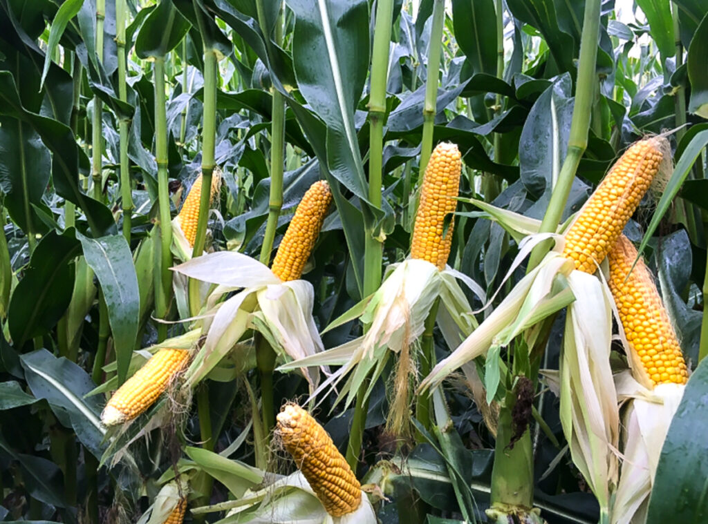 Thinking of growing maize in 2019? - Agriland.ie