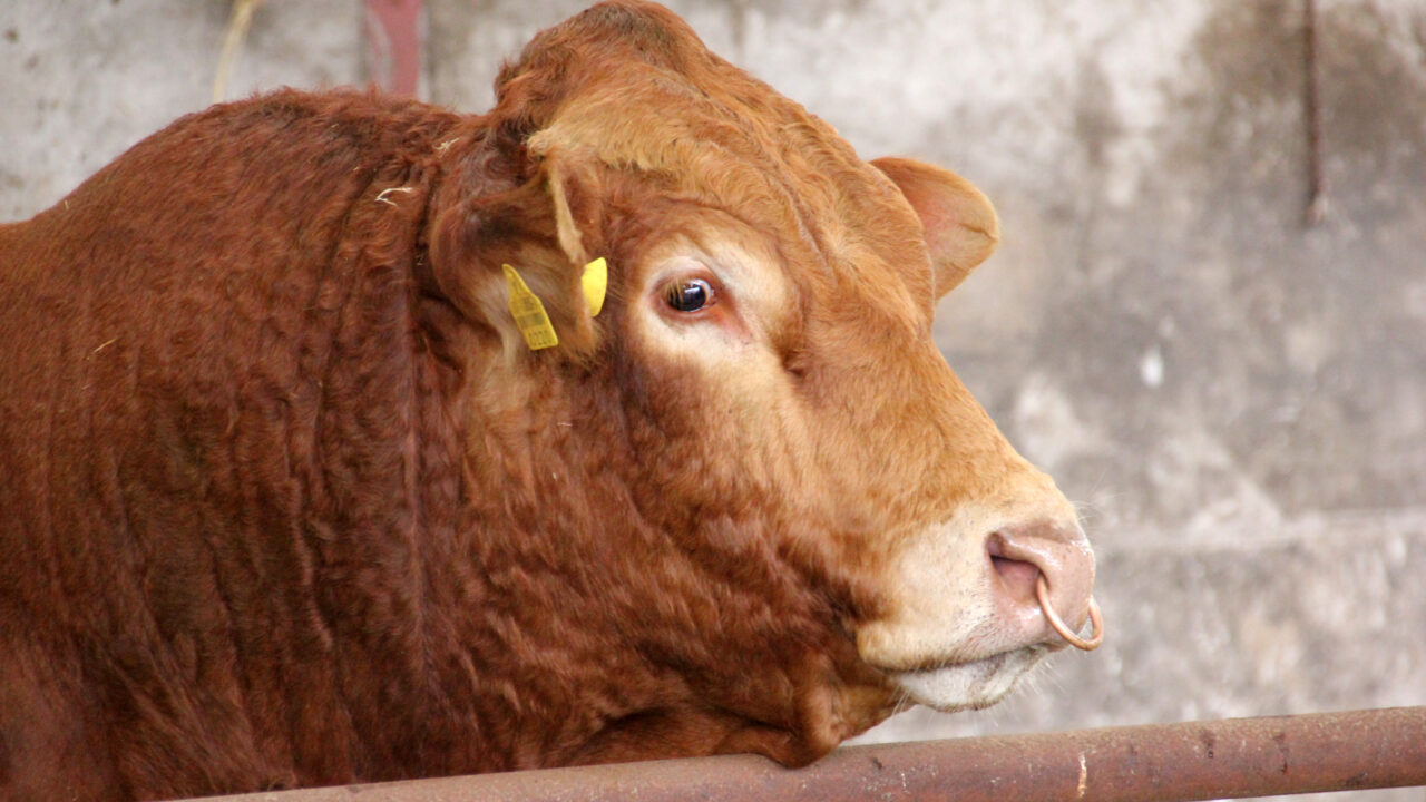 How to quickly find a top stock bull this spring - Agriland.ie