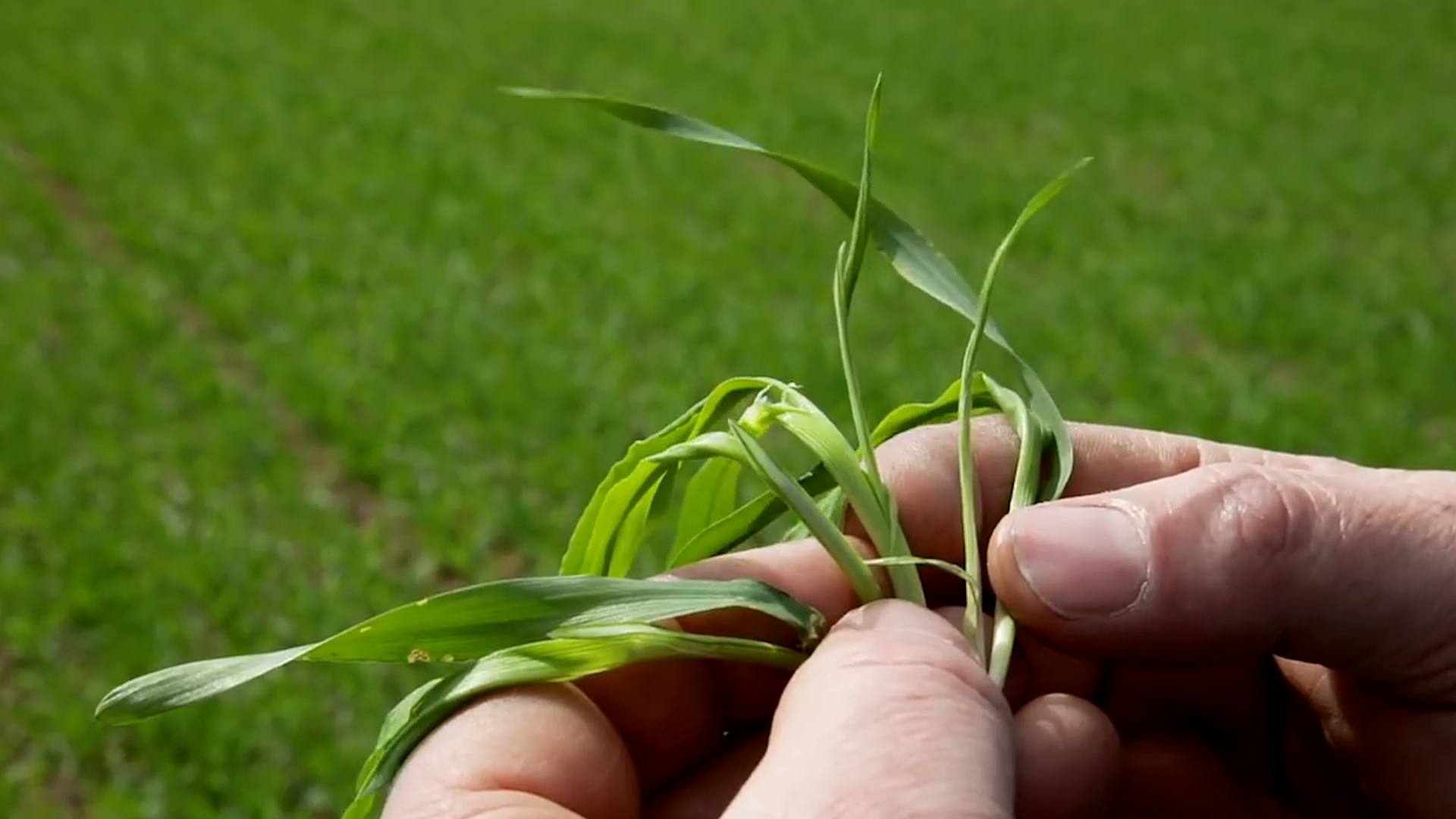 CROPS WATCH: Creating a good root structure in spring barley is key ...