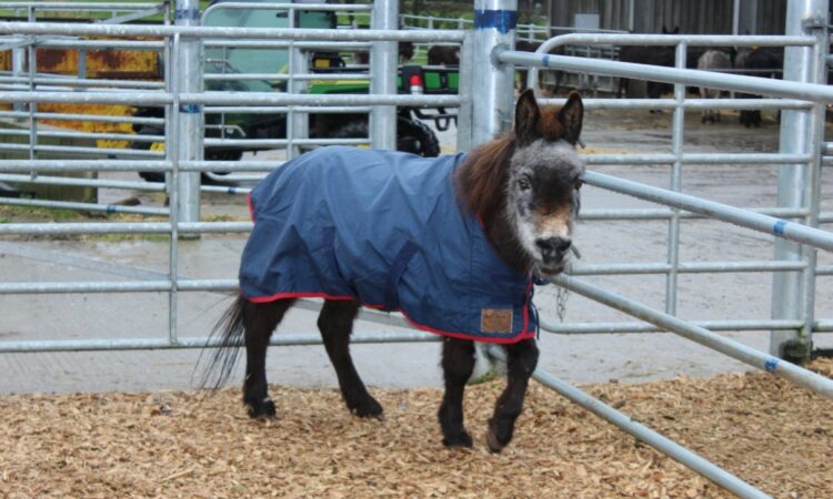 World's oldest mule dies in Cork - Agriland.ie