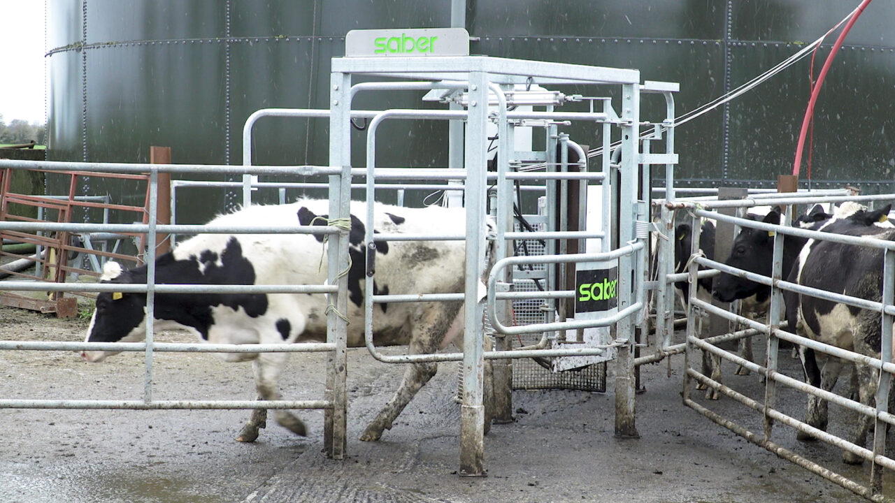 The rise to 300 cows in Co. Tipperary: How this farmer manages his ...