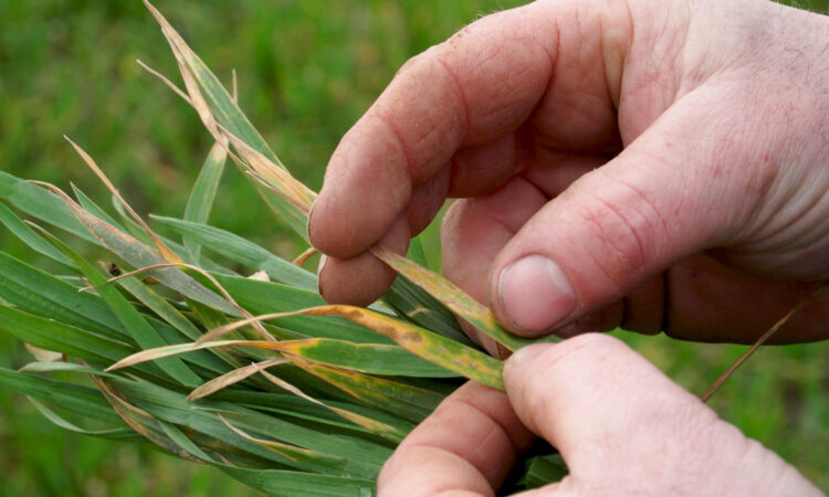 CROPS WATCH: Yellow rust a concern in winter wheat - Agriland.ie