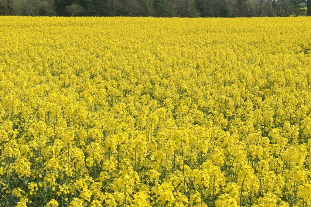 18,000ha of rapeseed destroyed due to GMO risk - Agriland.ie