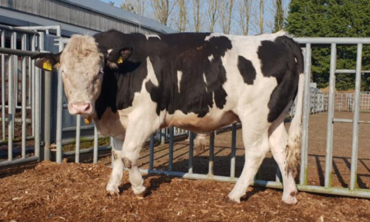 Dairy-origin bulls average 1.70kg/day and achieve an average kill out ...