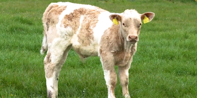 Suckler calf numbers born in August continue to fall - Agriland.ie
