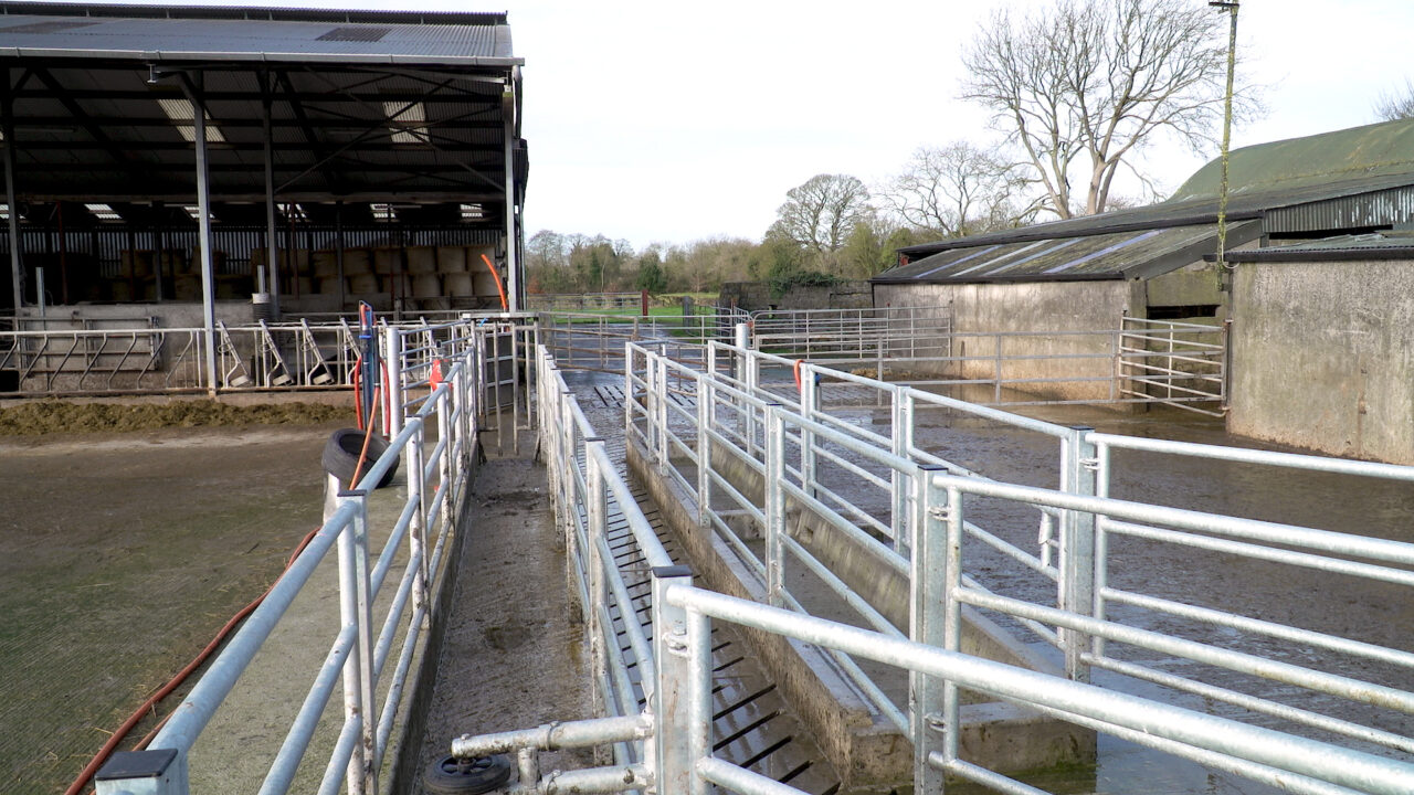 How this Co. Kilkenny dairy farmer made his growing 125-cow herd more ...