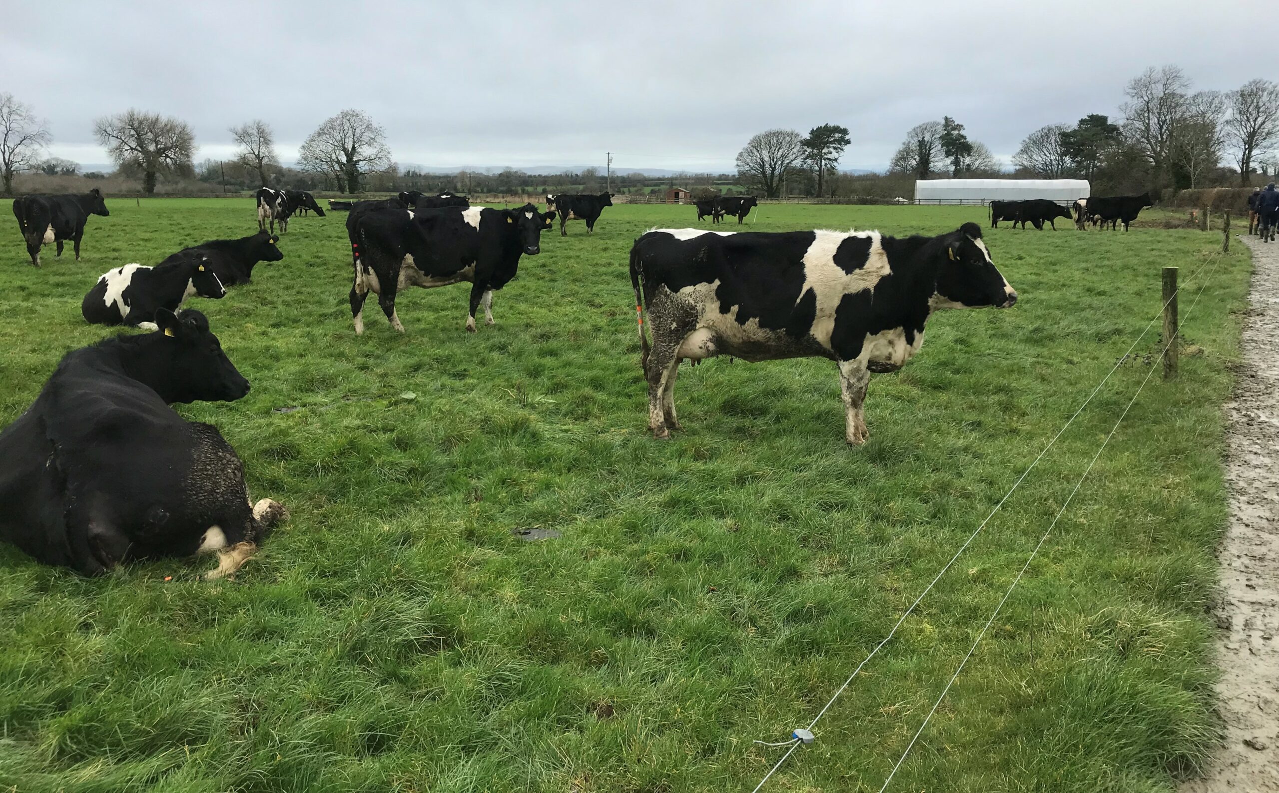 EU beef cow numbers decline by 100,000 head - Agriland.ie