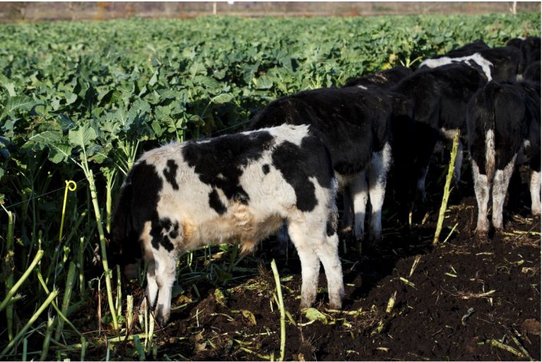 Choosing between kale or Redstart; what’s the best option? - Agriland.ie