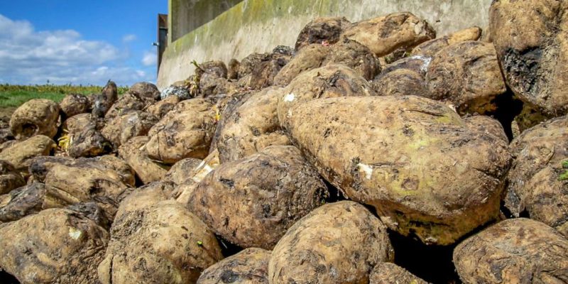 Beet Ireland 'postpones plans to revive the industry in Ireland ...