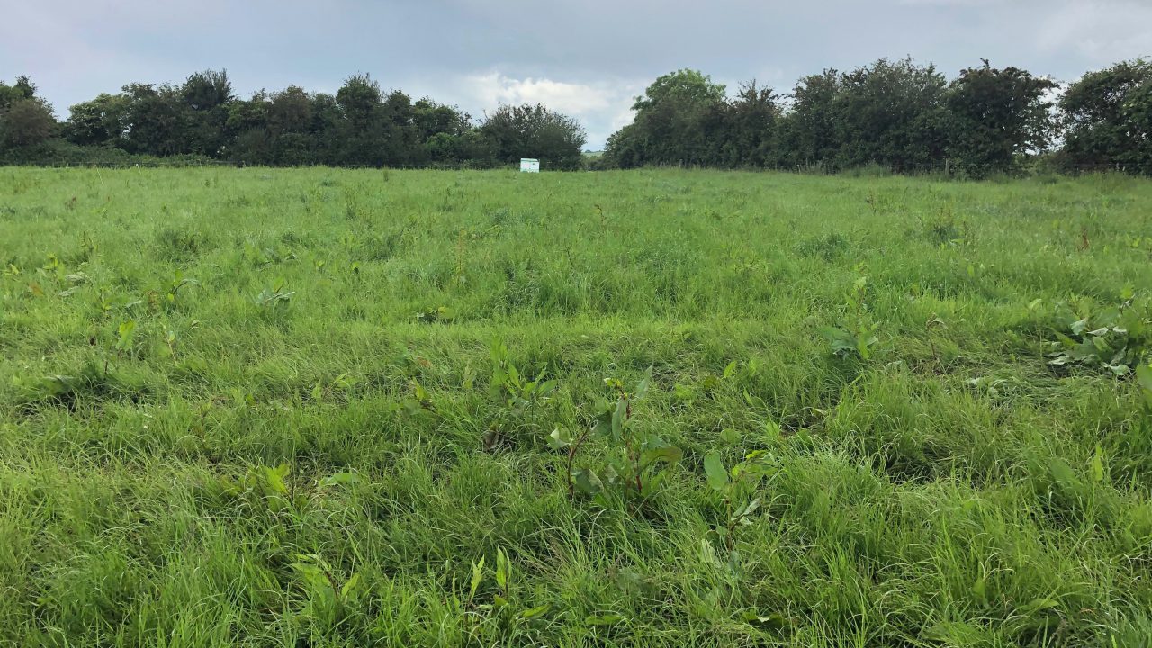 Topping and spraying: Mid-summer weed control is needed - Agriland.ie