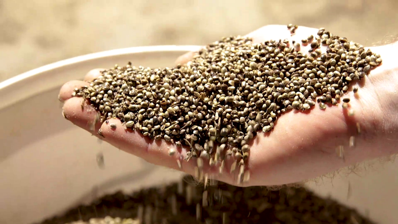 Tillage focus: Growing and harvesting a 40ac hemp crop in Co. Wicklow ...