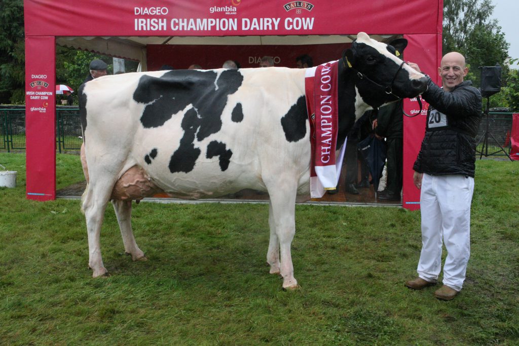 Diageo Baileys cow winner announced at Virginia Show - Agriland.ie