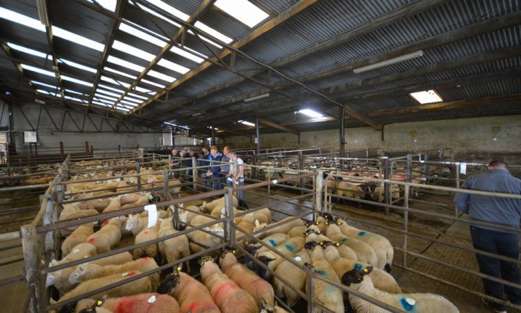 Sheep marts: Factory price cuts affecting trade, but hoggets in high ...
