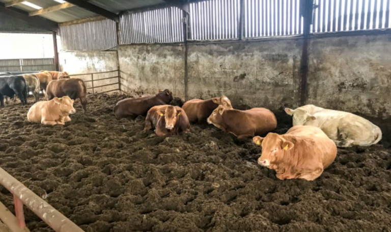 When are cattle fit for slaughter? - Agriland.ie