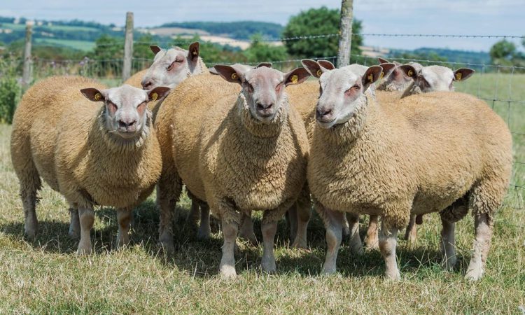 Irish Charollais Sheep Society set to host its pedigree ram sale ...
