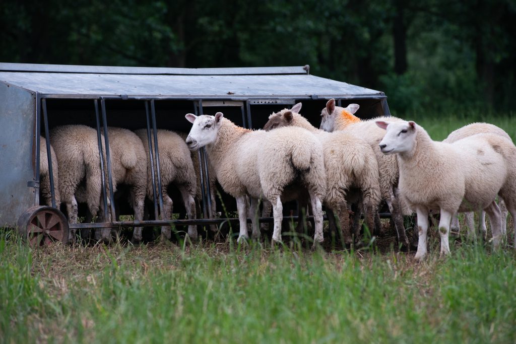 Thinking about finishing store lambs this year? - Agriland.ie
