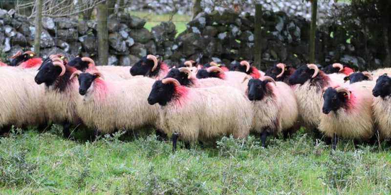 The Mayo Blackface Group is set to host its annual show and sale ...