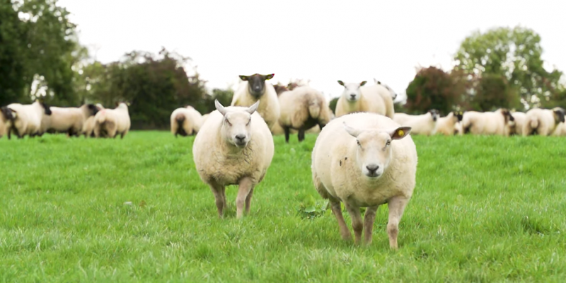 Improving production efficiency: Sheep conferences 2020 beckon ...