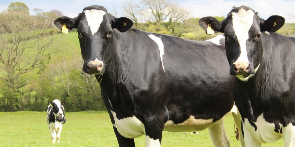 3 bulls announced for the Dairy Gene Ireland programme - Agriland.ie