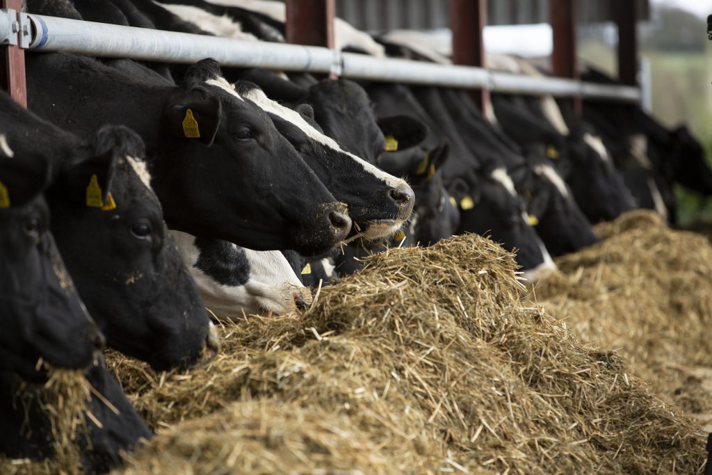 The importance of a successful dairy dry cow programme - Agriland.ie