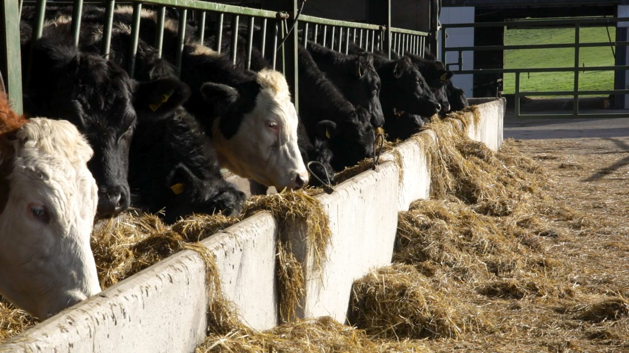 Research focus: Diving deeper into new findings from ABP Food Group's R ...