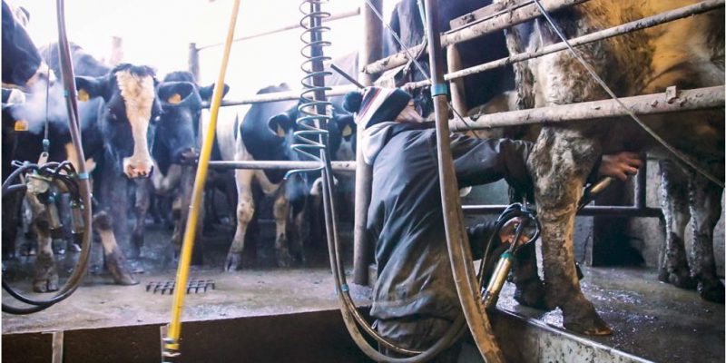 What 'type' of labour will best suit my farm this spring? - Agriland.ie