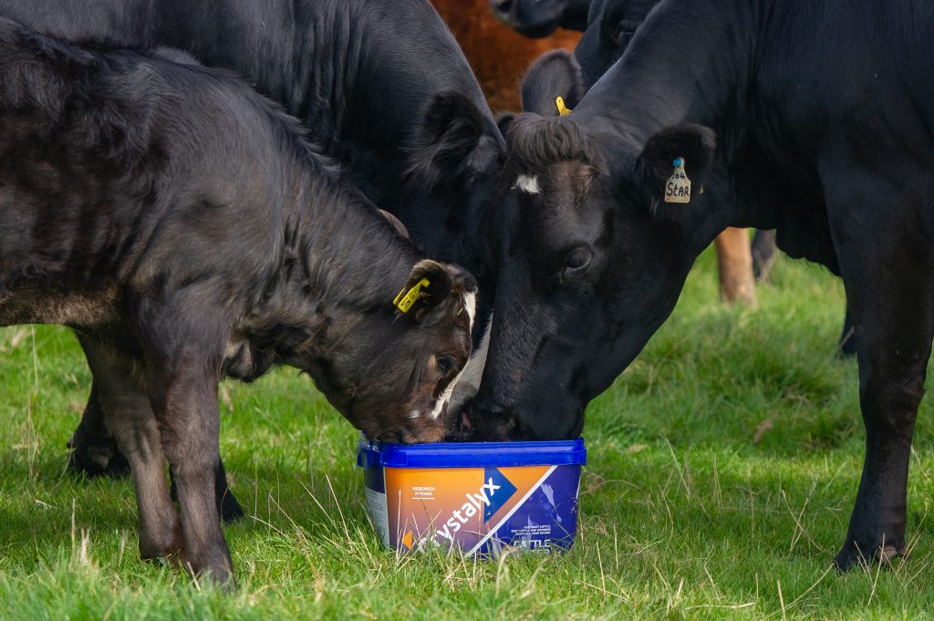 Crystalyx feed blocks: What’s all the fuss? - Agriland.ie