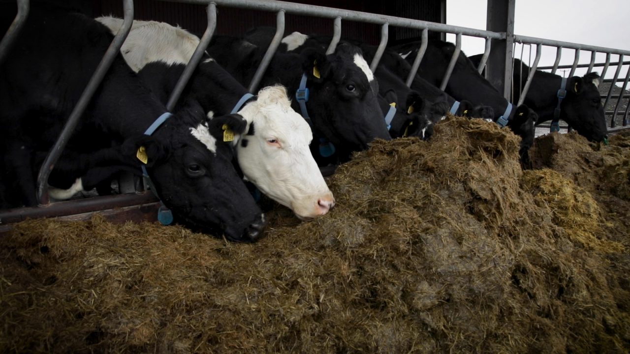 'George goes dairy farming': Tagging calves and a date with a spring ...