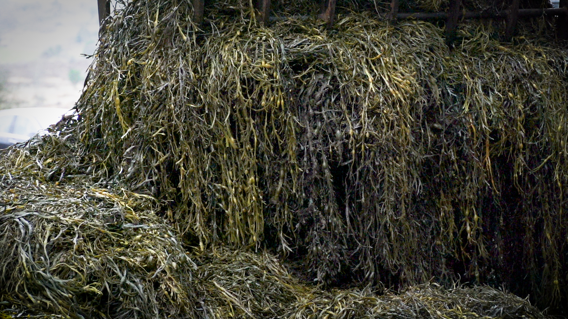 Video: Using seaweed supplements to make cattle healthier in Co ...