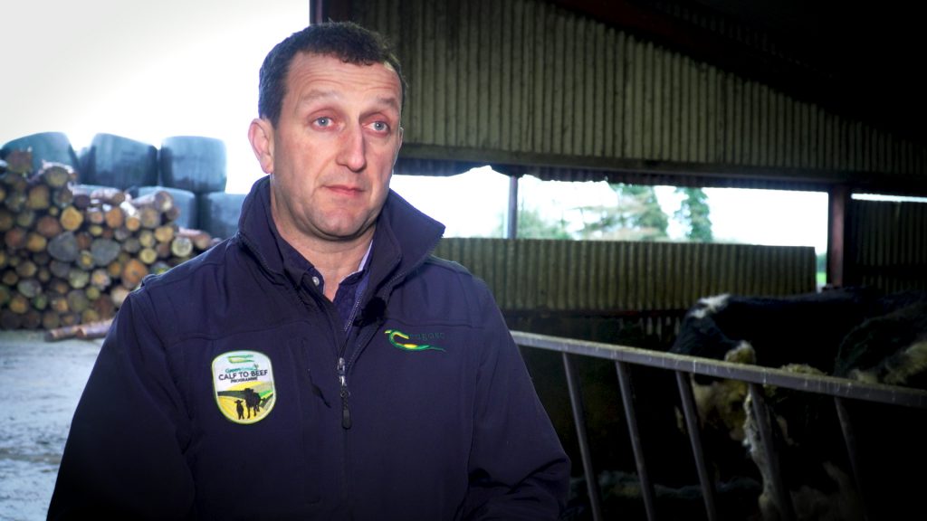 Video: Using seaweed supplements to make cattle healthier in Co ...