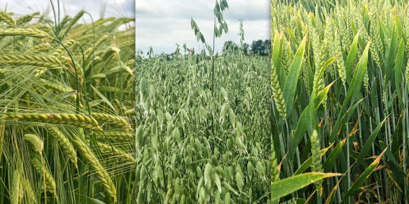 How has cereal production and area changed in the past decade ...