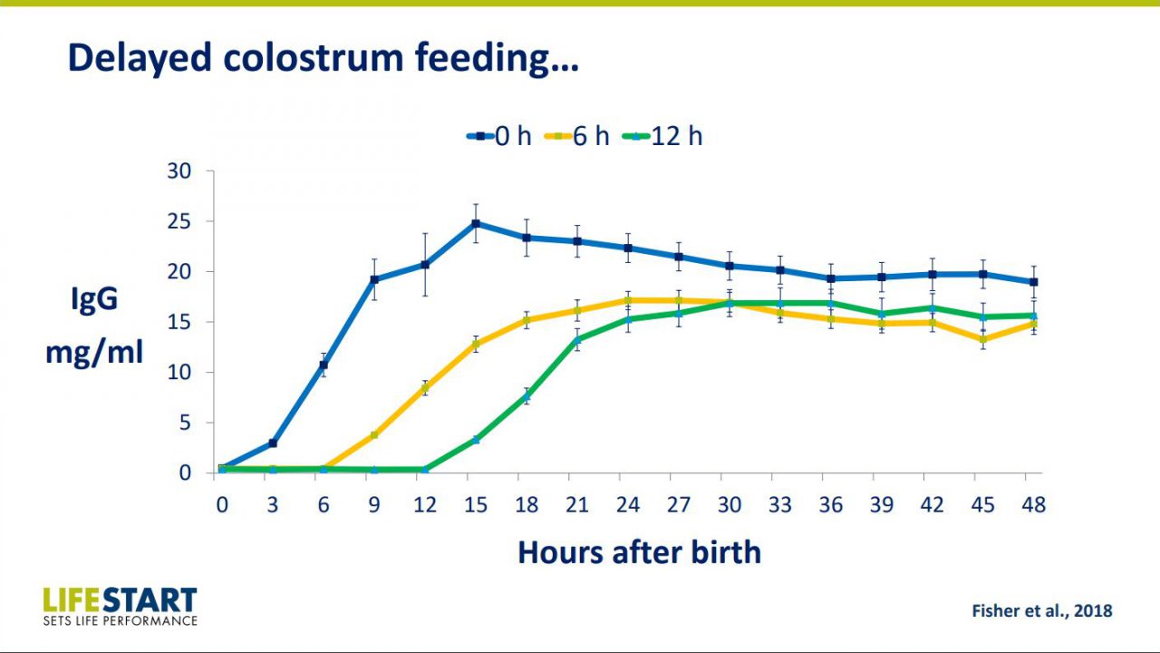 Why colostrum is the most important feed a calf will get in its entire ...