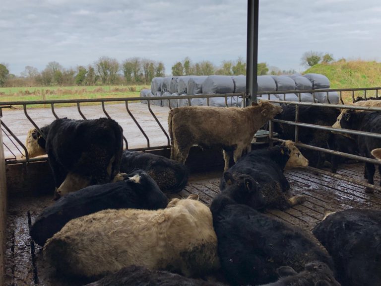 Buildings focus: A simple system made easier with the help of a 5-bay ...