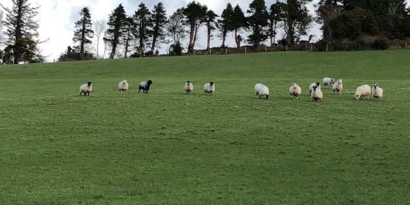 Time is running out to complete sheep census forms - Agriland.ie