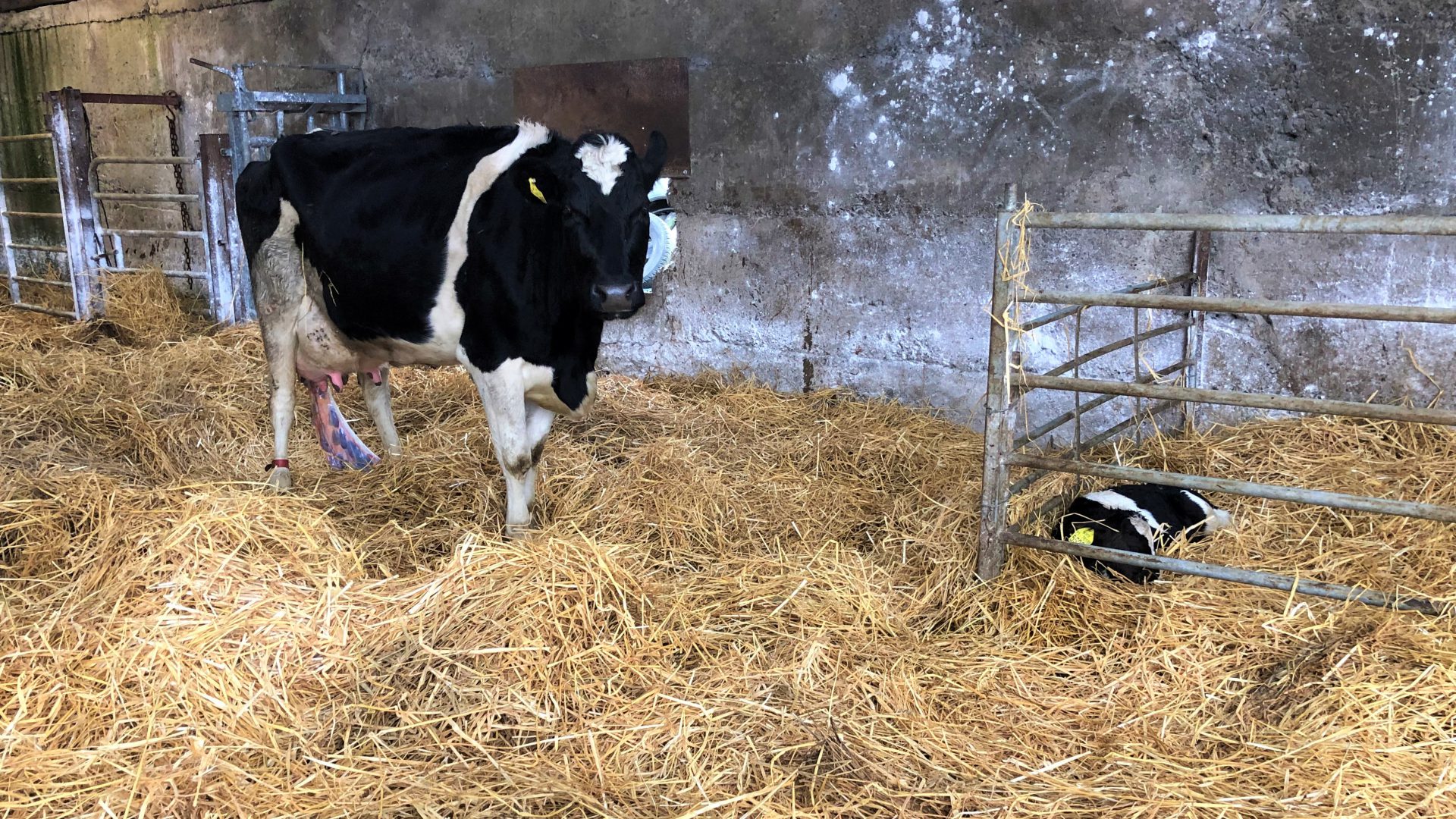 Autumn-calving: Pasture or shed calving? - Agriland.ie