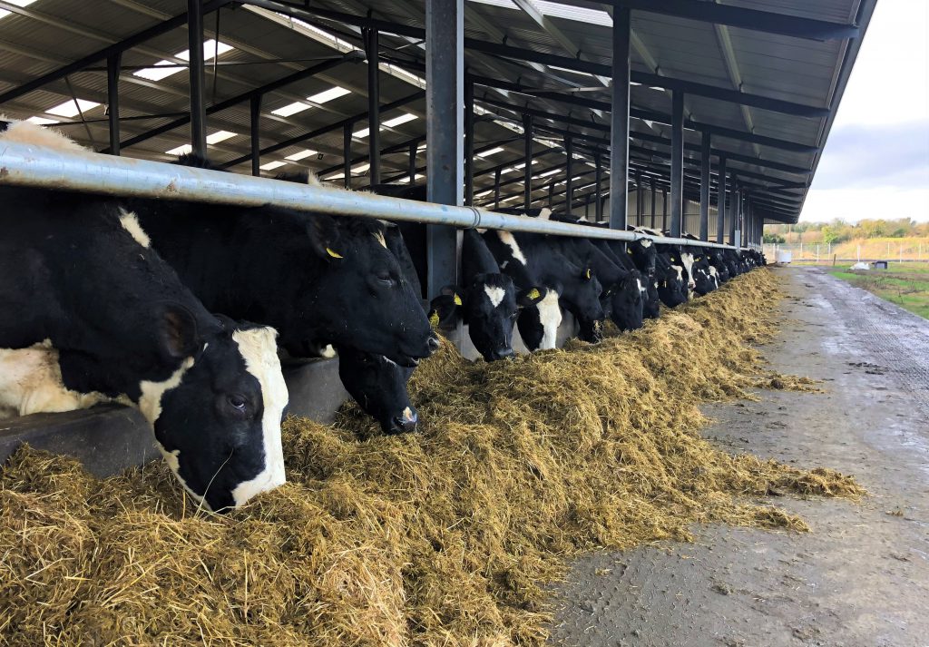 Variable silage quality affecting protein levels in milk on farms ...