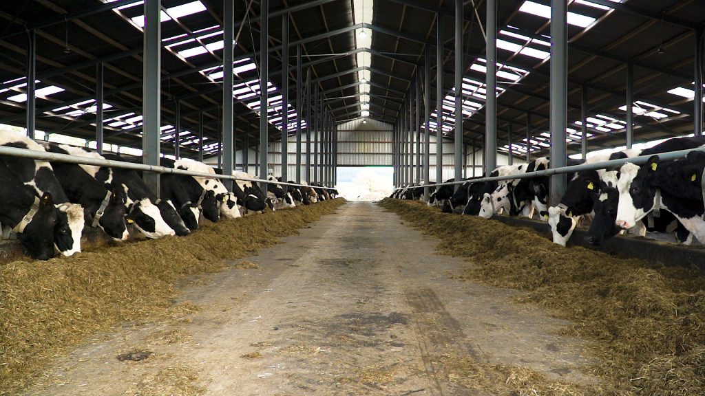 Post-calving trace mineral deficiency: How can a subclinical deficiency ...