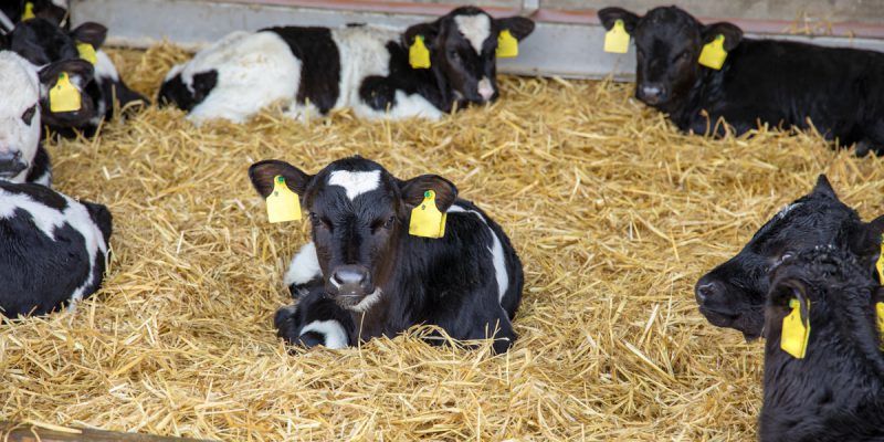 'The beginning is everything': Give your calves the start they need ...